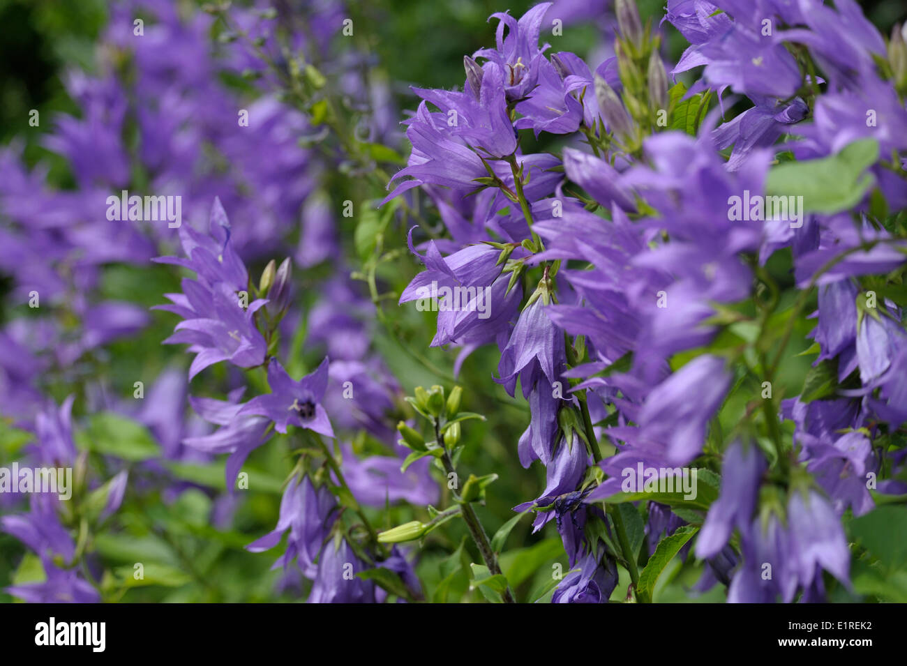 Campanula latifolia blue hi-res stock photography and images - Alamy