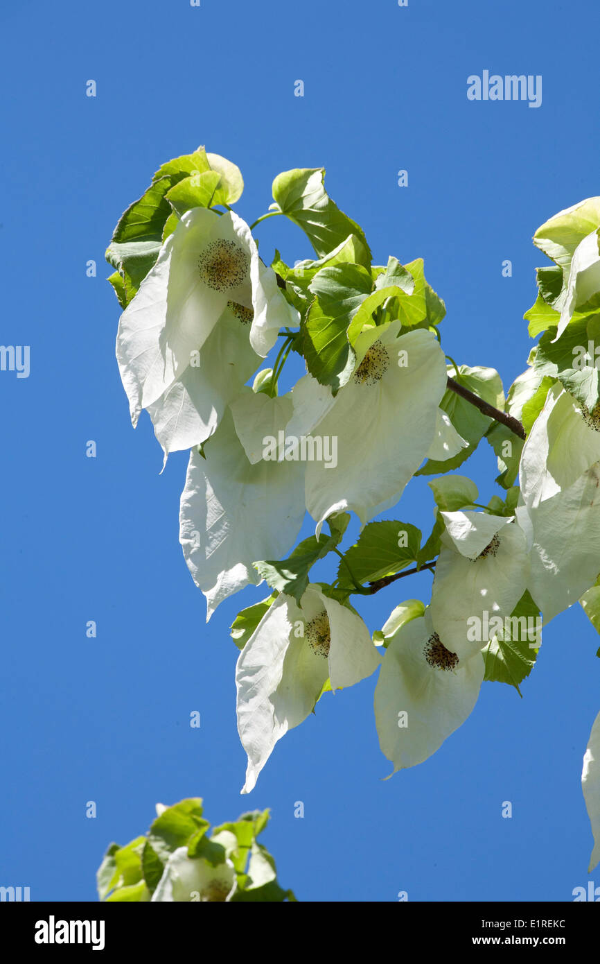 The Handkerchief tree, with it's large white flowers Stock Photo - Alamy