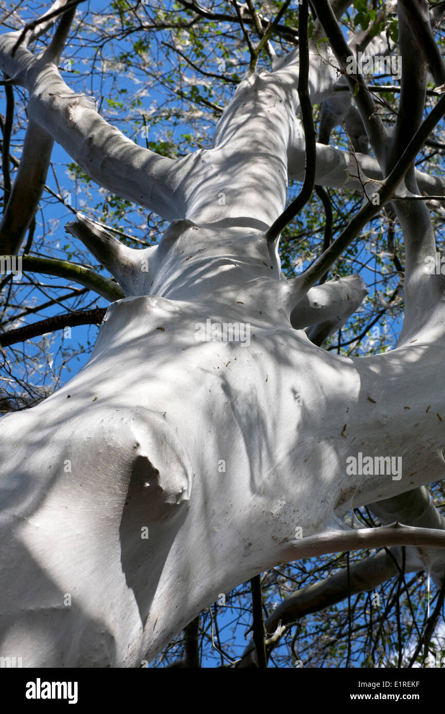 A tree is covered with the larval web of the ermine moths Stock Photo ...