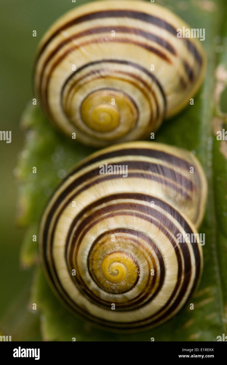 Double snail hi-res stock photography and images - Alamy