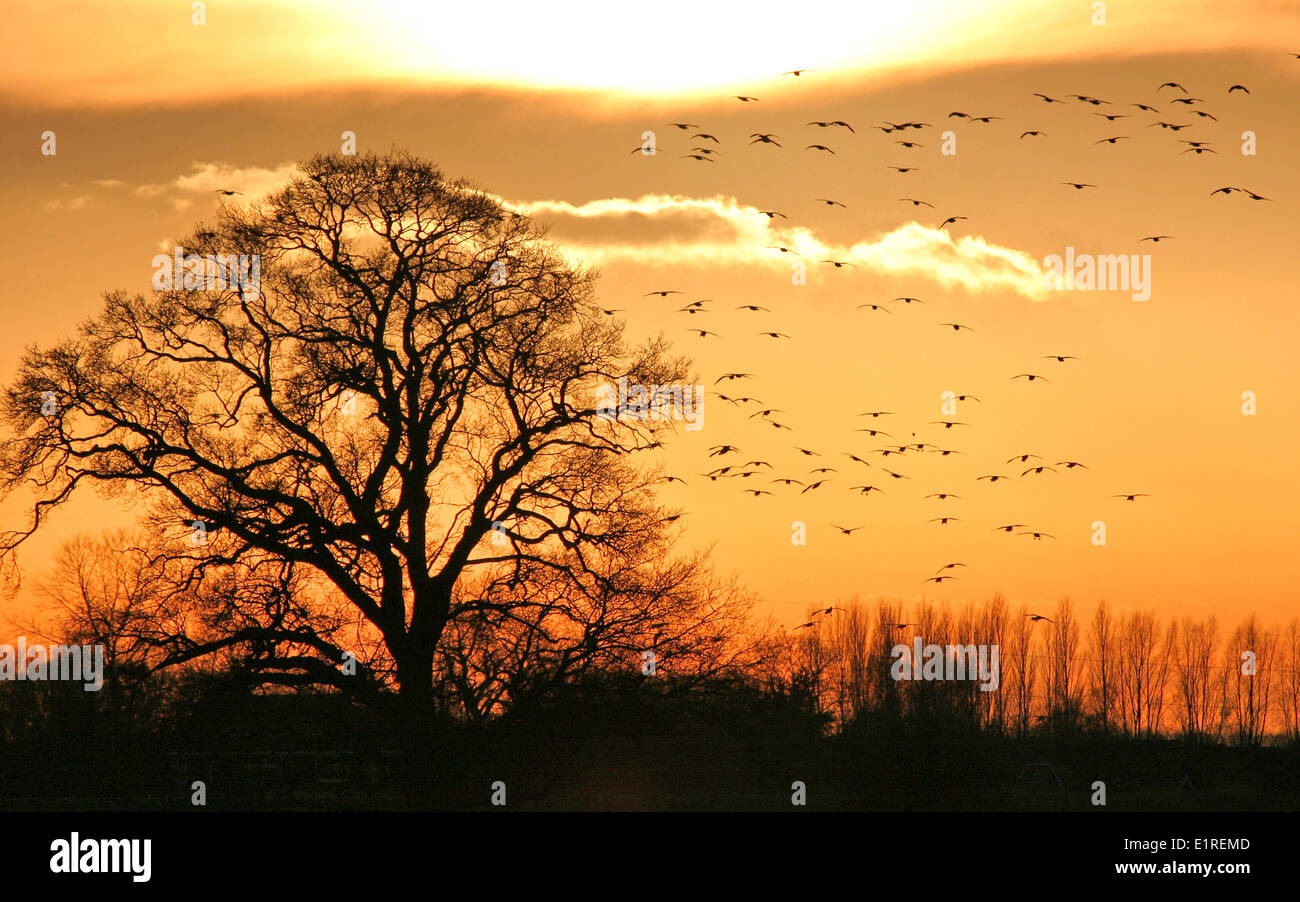 Sunset with oak tree and swarm birds Stock Photo - Alamy