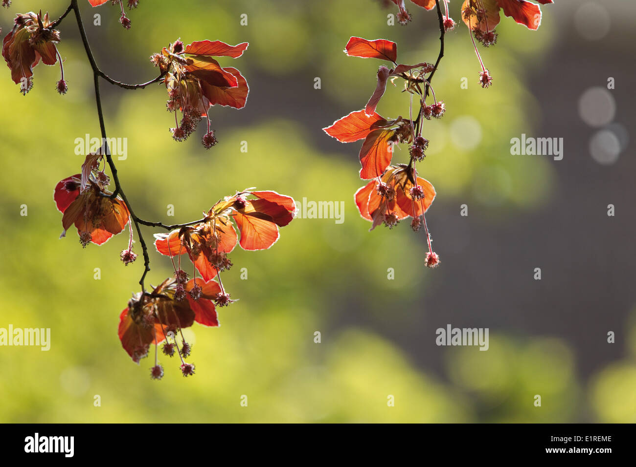 A red beech tree in the spring Stock Photo - Alamy