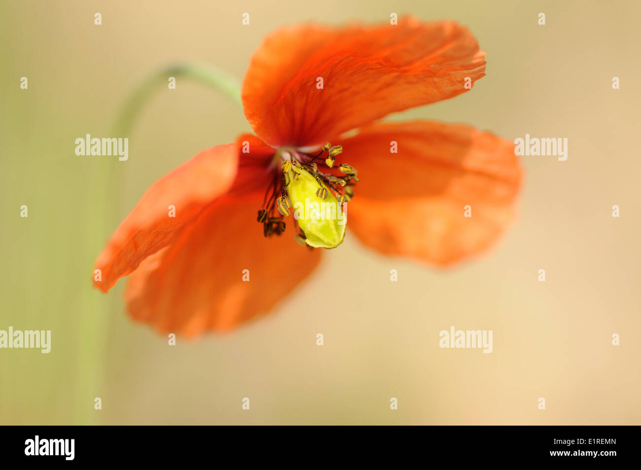 Long pod poppy hi-res stock photography and images - Alamy