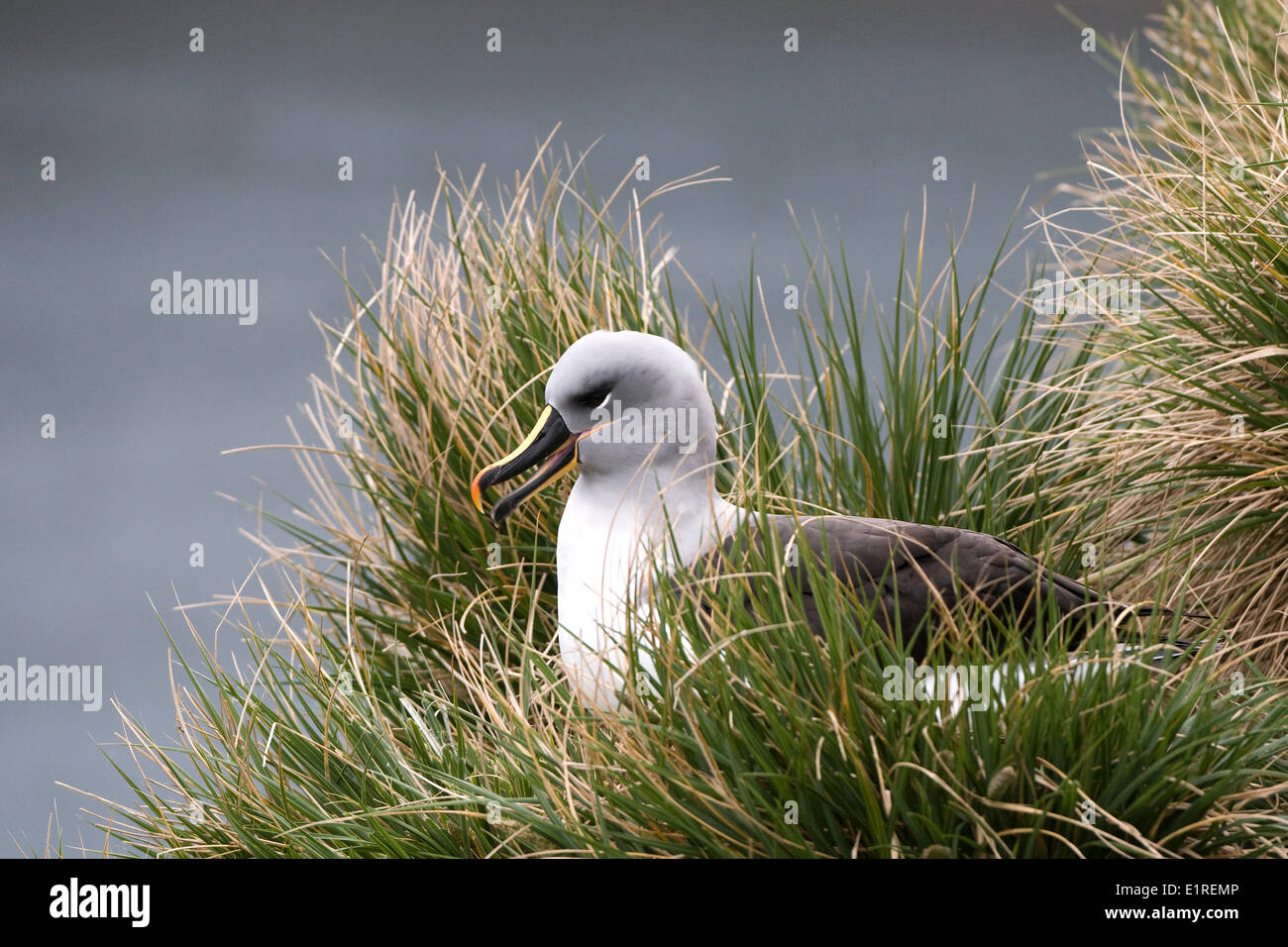 South georgia elsehul breeding bird albatross hi-res stock photography ...