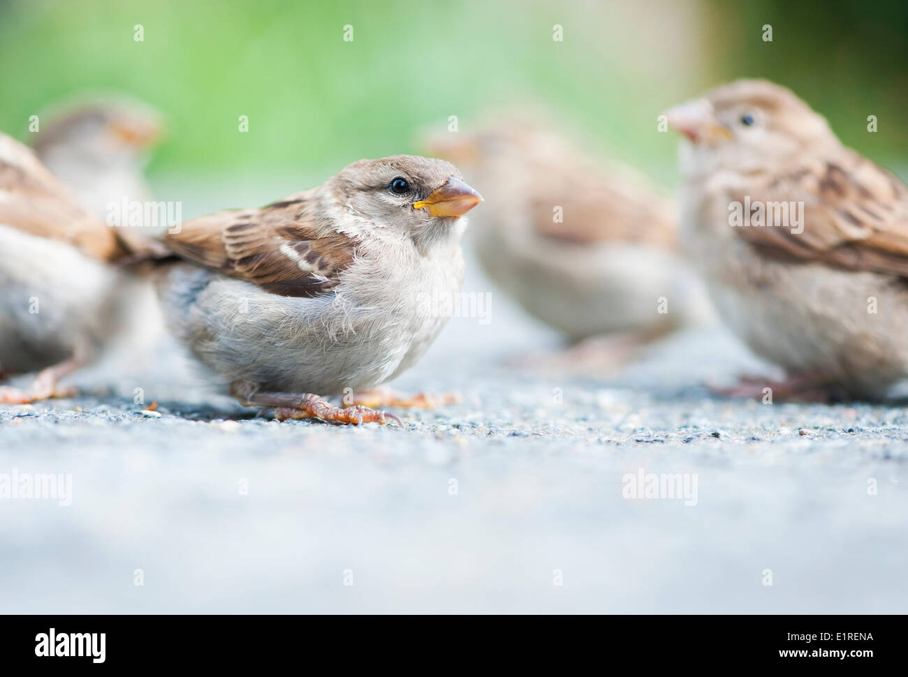 Group of house sparrows Stock Photo - Alamy