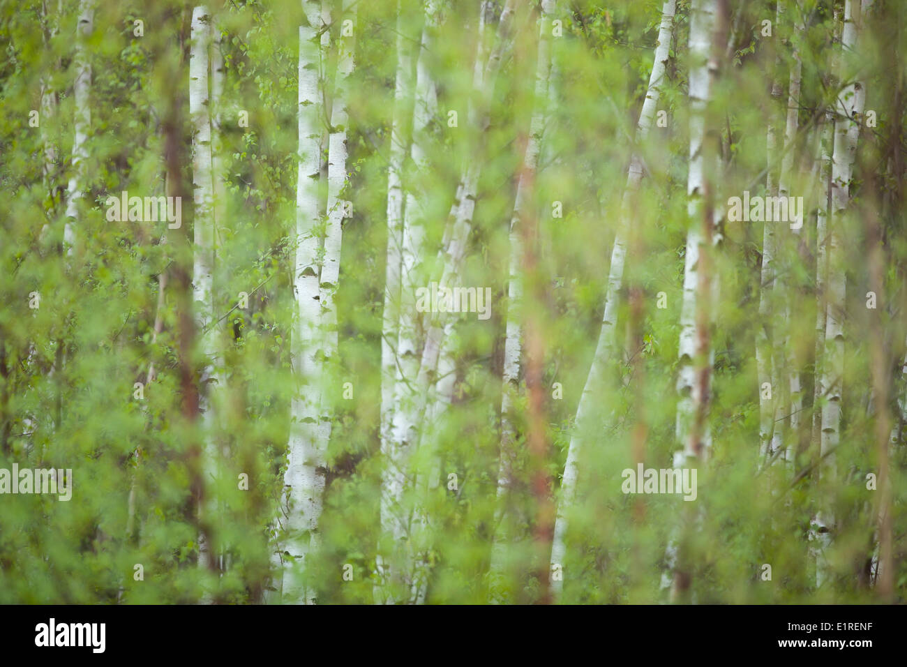 Downy birch trees hi-res stock photography and images - Alamy