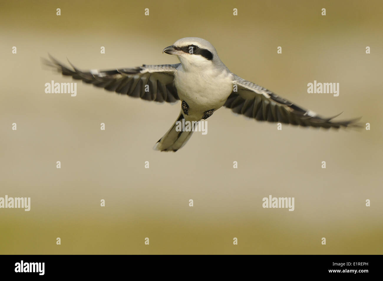 Hovering Great Grey Shrike Stock Photo - Alamy