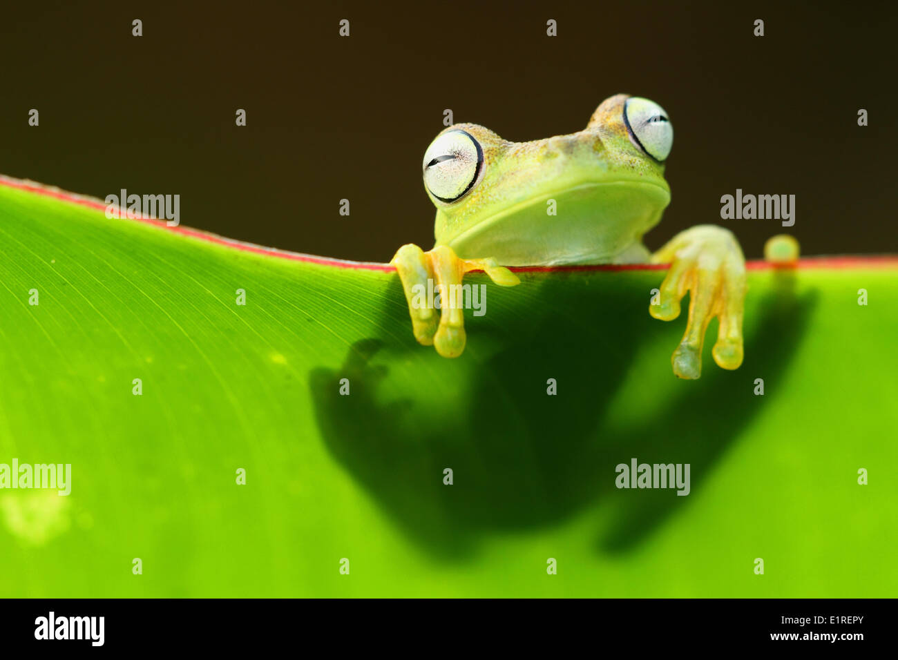 Gladiator frog hi-res stock photography and images - Alamy