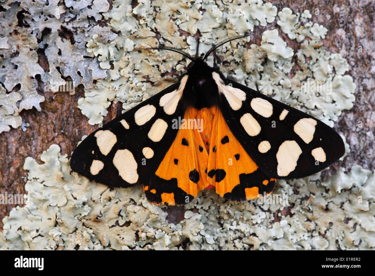 Cream-spot Tiger moth Stock Photo - Alamy