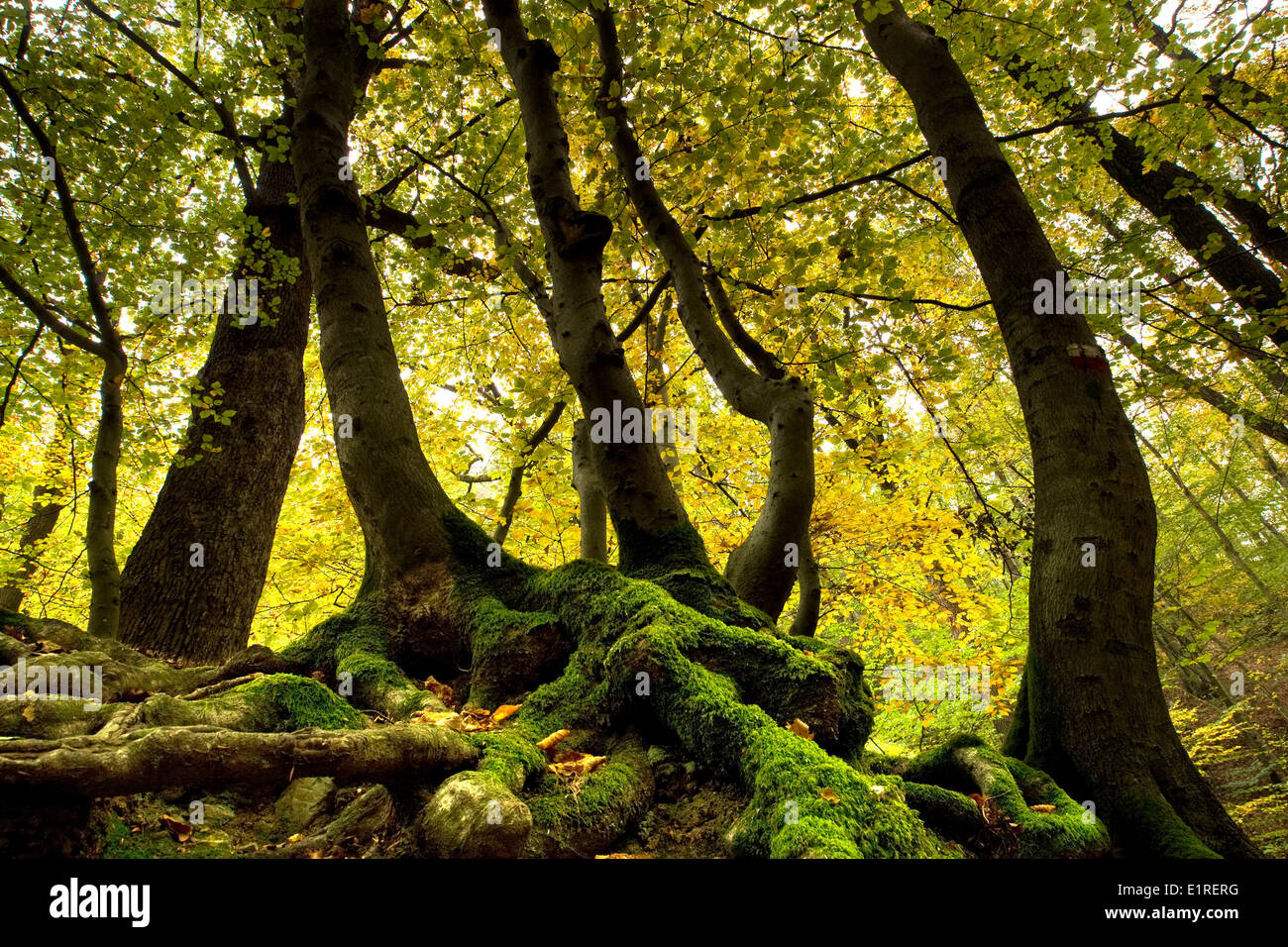 Coppice plant hi-res stock photography and images - Alamy