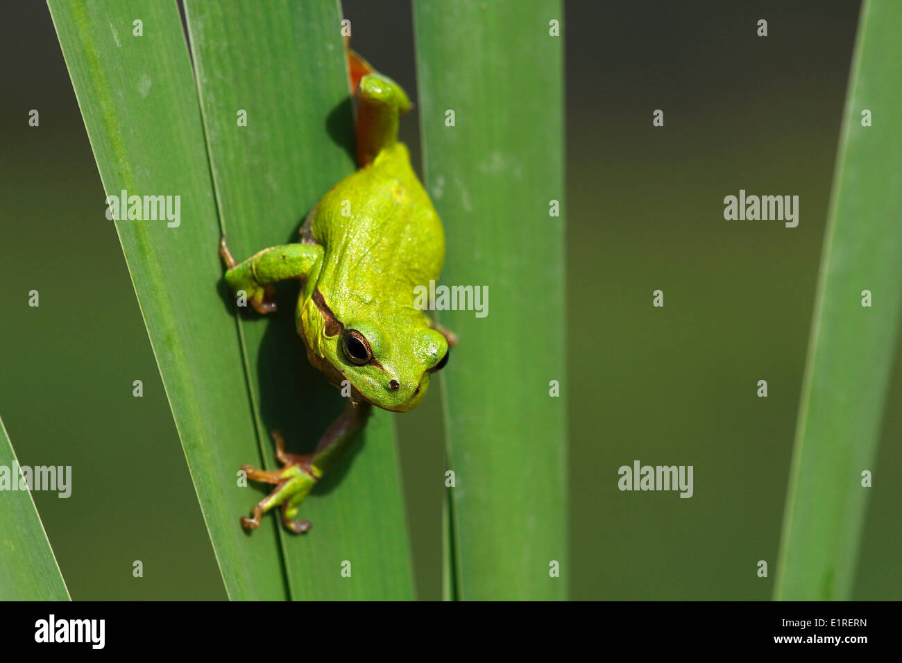 Green european tree frog hi-res stock photography and images - Alamy
