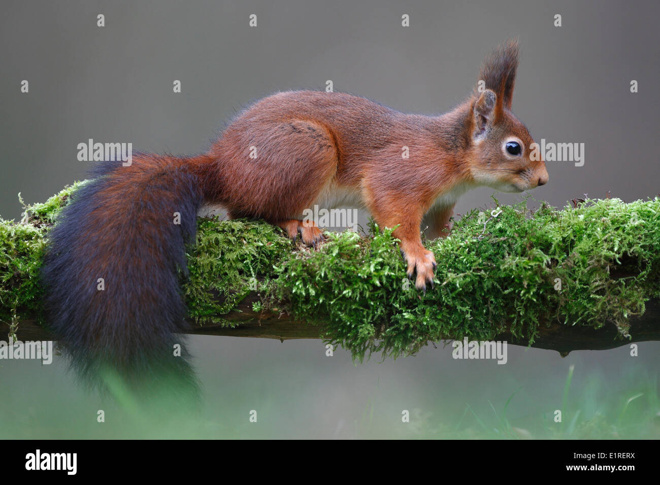 Curious red squirrel on hi-res stock photography and images - Alamy