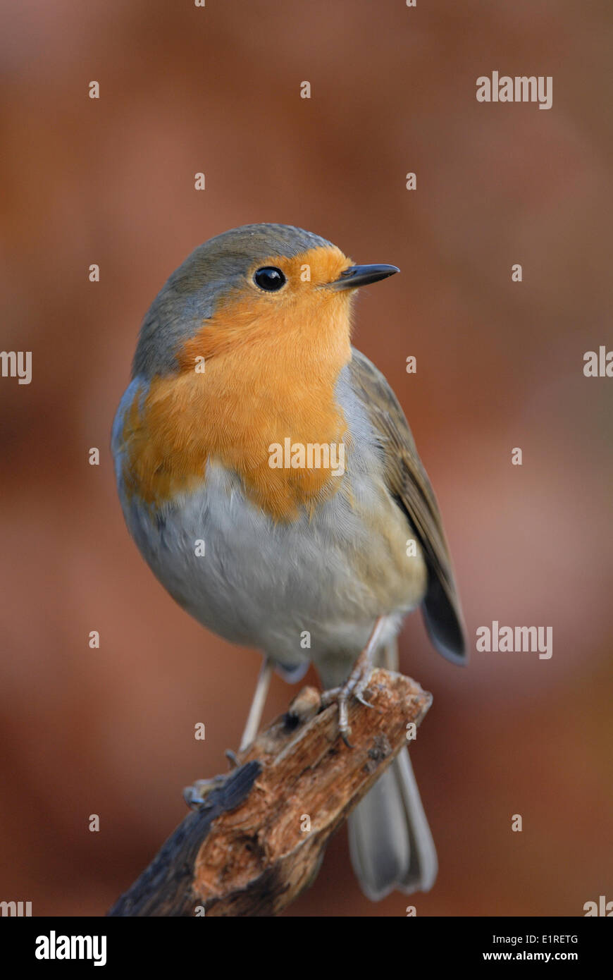 Robin brown hi-res stock photography and images - Alamy