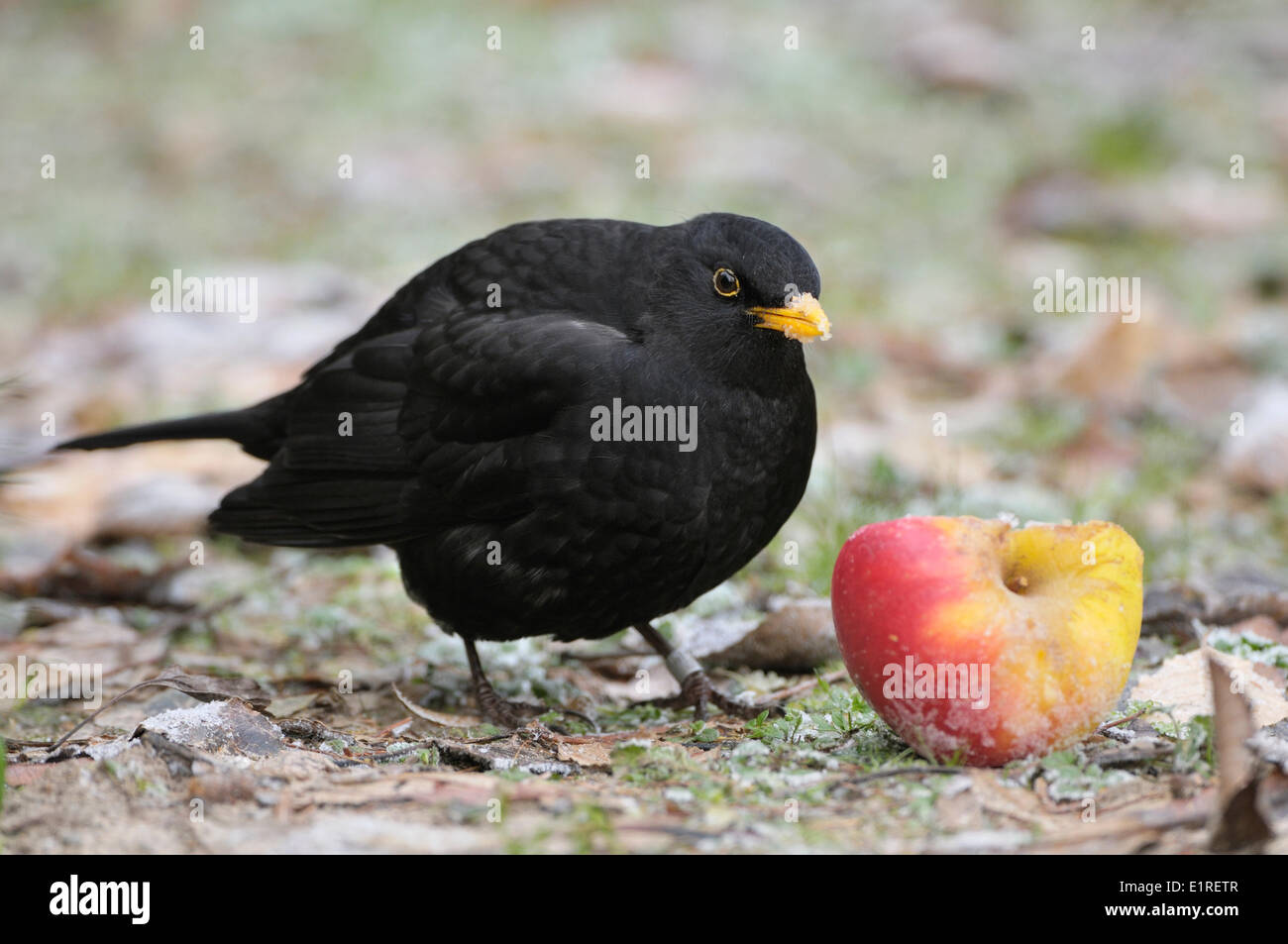 Adult male Blackbird with an apple Stock Photo - Alamy