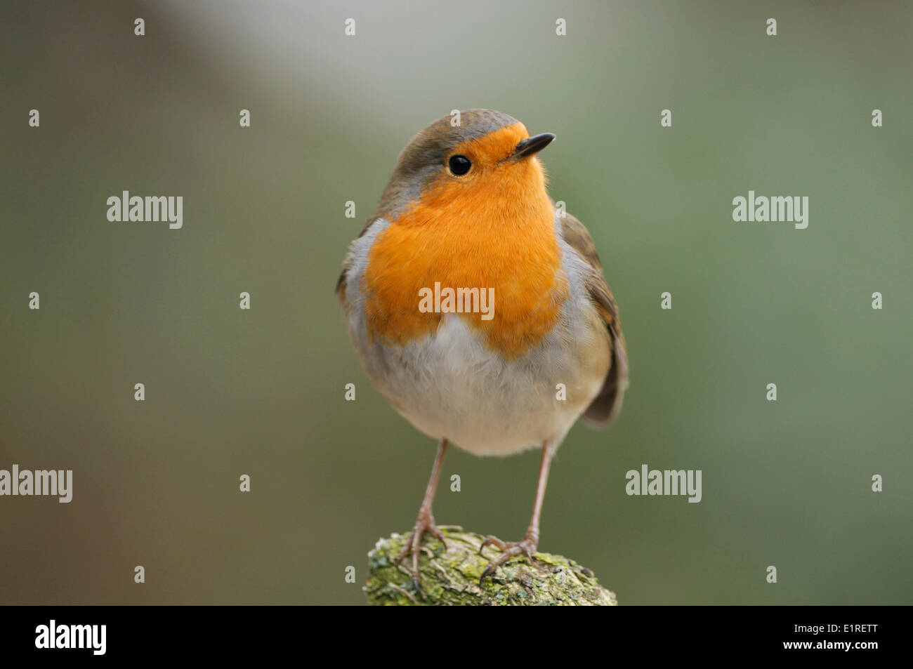Front View Robin Stock Photo - Alamy