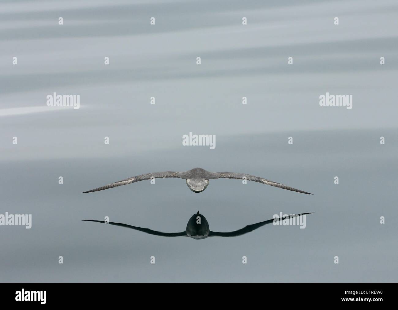 Northern Fulmar flying low over water surface Stock Photo - Alamy