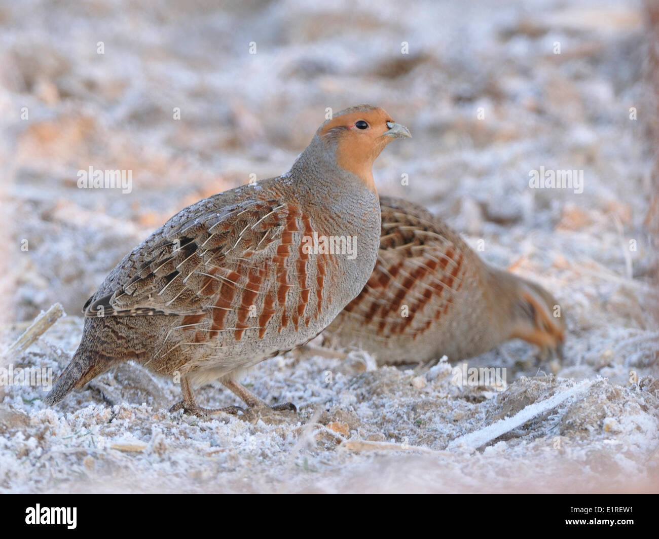 Group of grey partridges partridge hi-res stock photography and images ...
