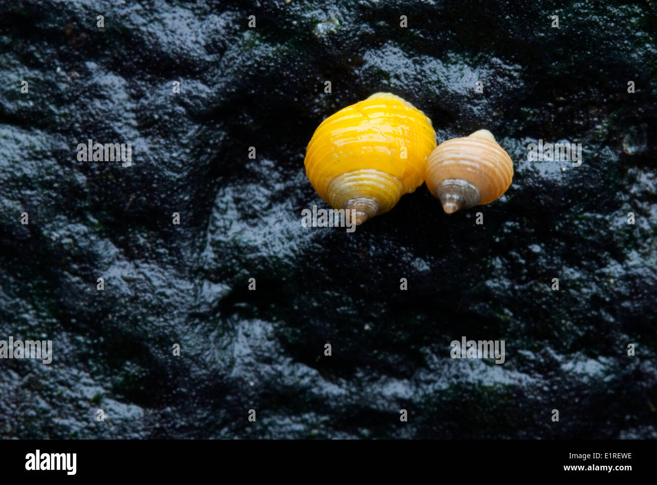 rough periwinkles on rock at low tide Stock Photo - Alamy