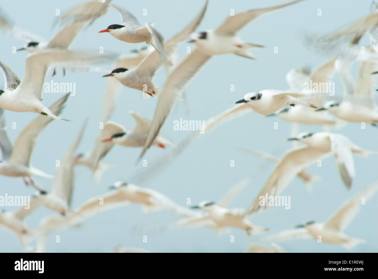 Juvenile common tern in flight hi-res stock photography and images - Alamy