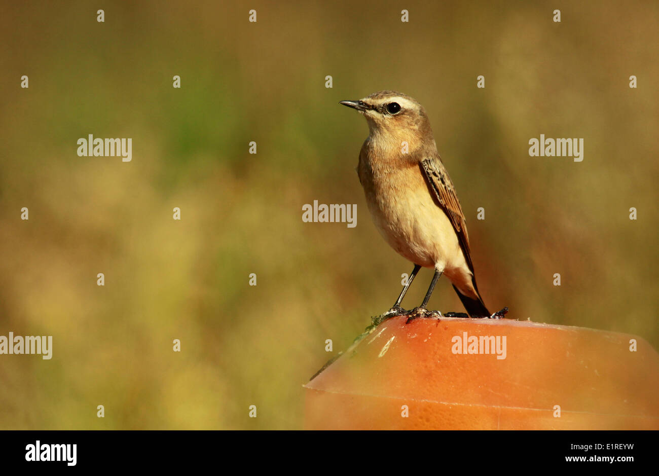 Northern wheatear october hi-res stock photography and images - Alamy