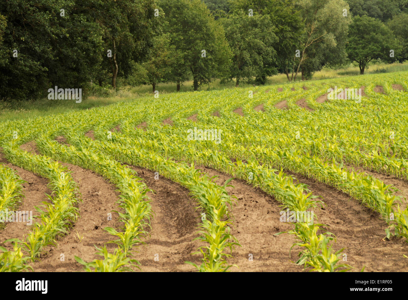 Maize shrubs hi-res stock photography and images - Alamy