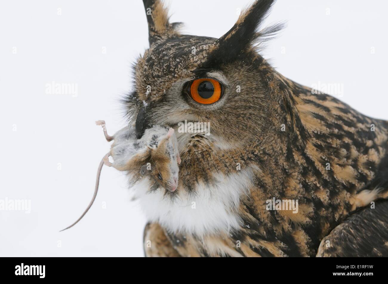 Eagle with mouse hi-res stock photography and images - Alamy
