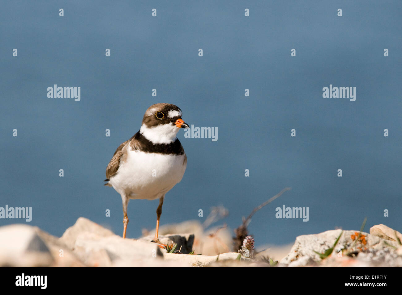 Semipalmated Plover in its breeding area in the Canadian Arctic Stock ...