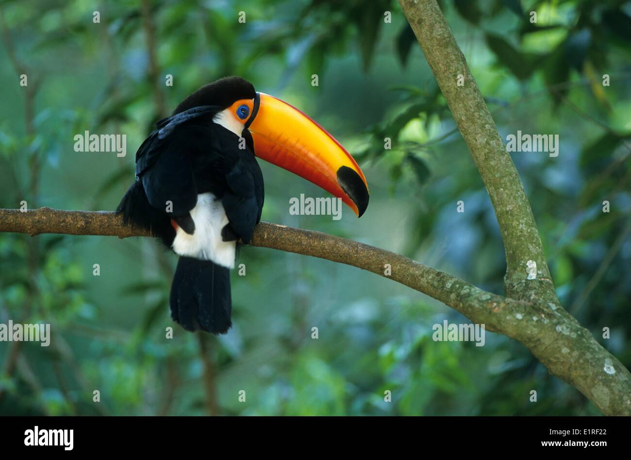Adult toco toucan hi-res stock photography and images - Alamy