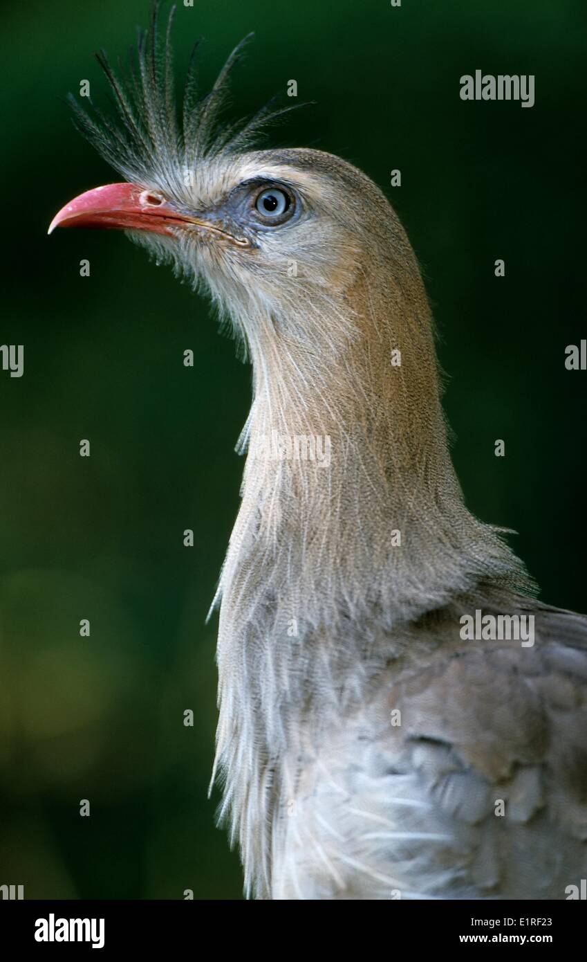 Cariamidae hi-res stock photography and images - Alamy