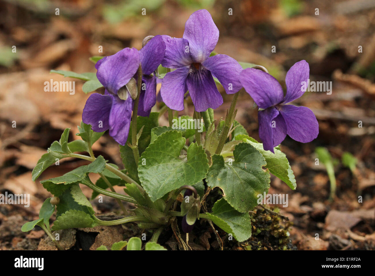 frontal view of flowering plant Stock Photo - Alamy