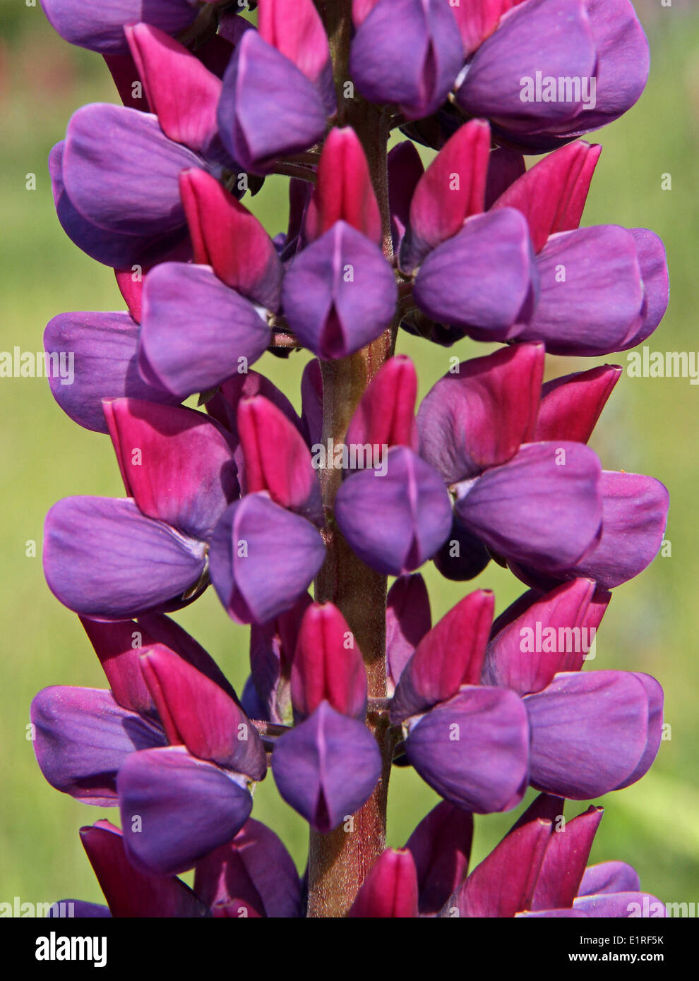 detail lateral view of inflorescence Stock Photo - Alamy