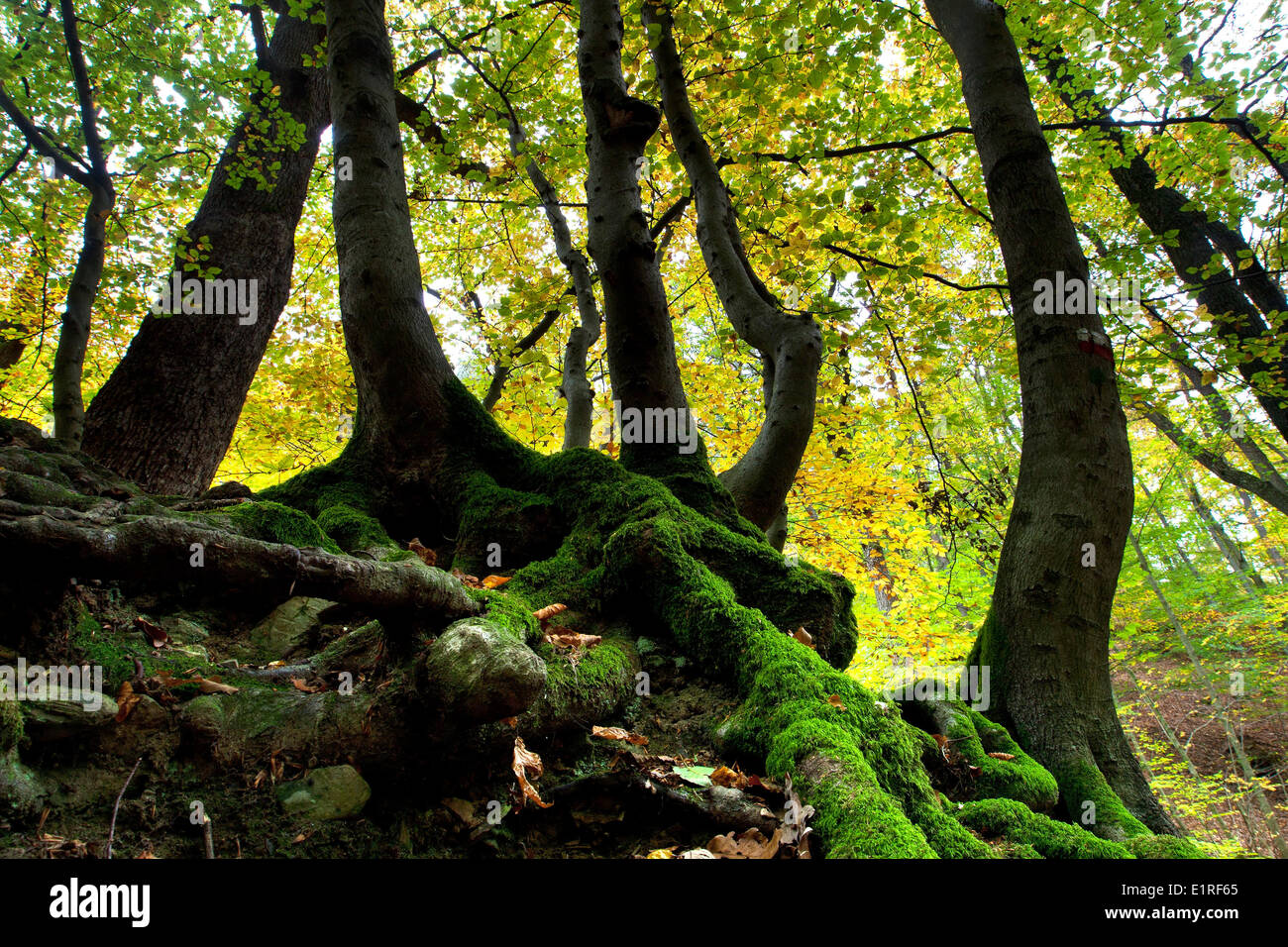 Coppice plant hi-res stock photography and images - Alamy