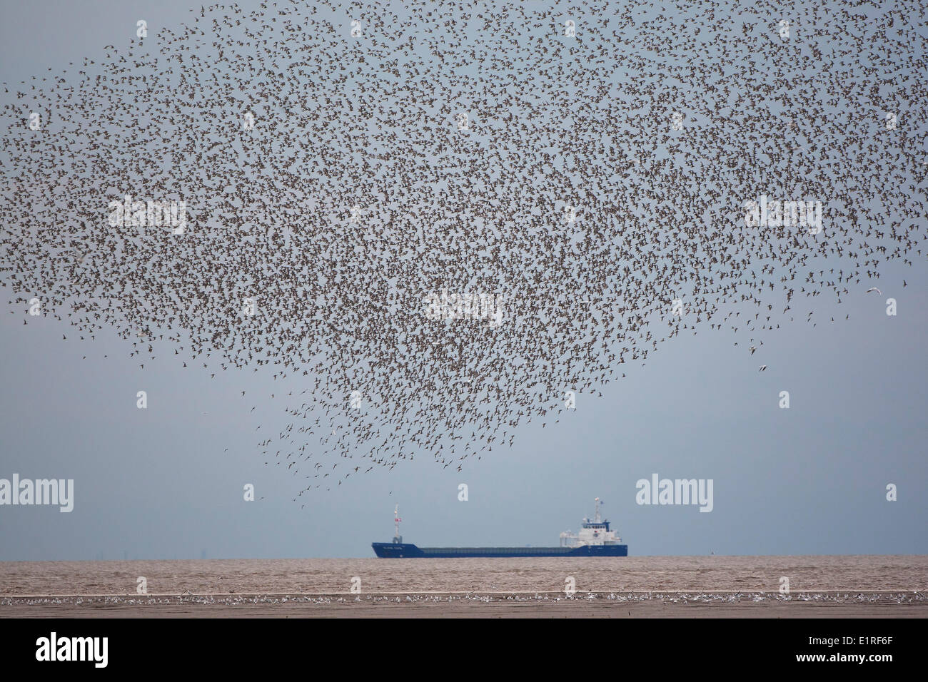 A flock of Red Knots Stock Photo - Alamy
