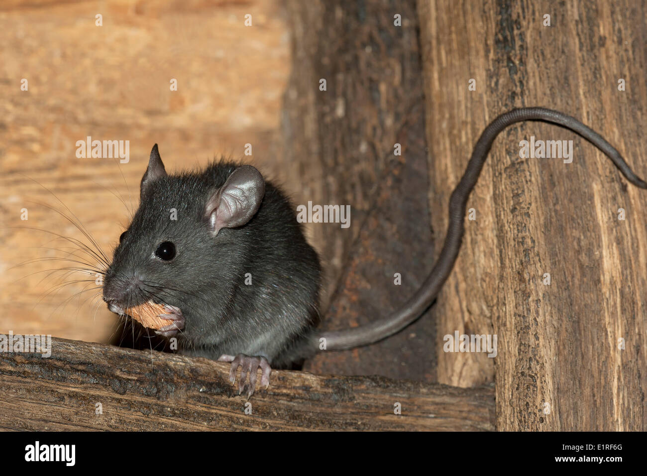 Black rat hi-res stock photography and images - Alamy