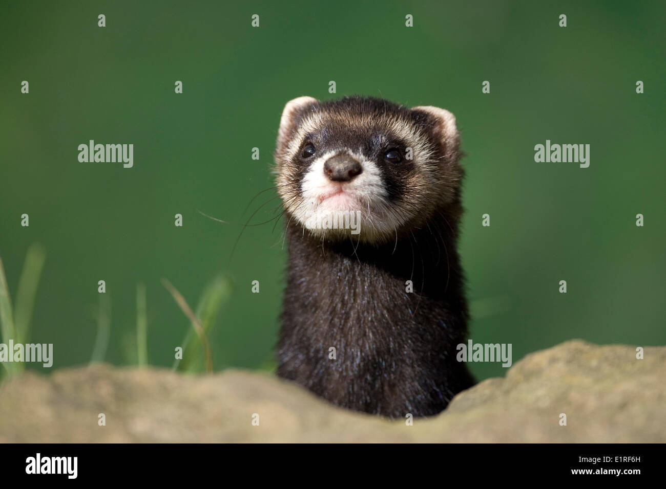 Western or European polecat (Mustela putorius Stock Photo - Alamy