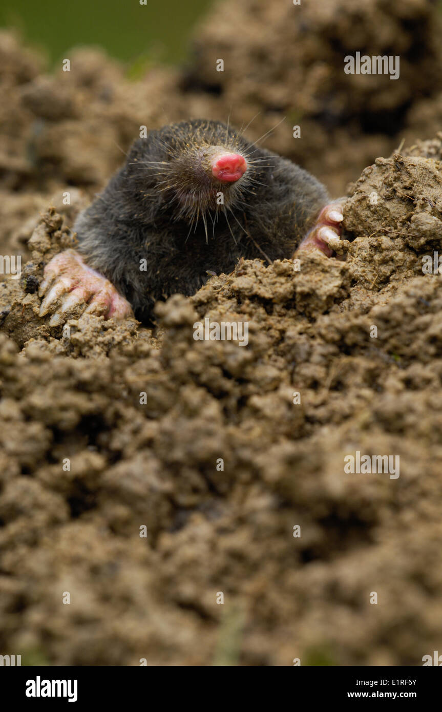 Moles vital in well functioning soil ecosystem They bring lots oxygen ...