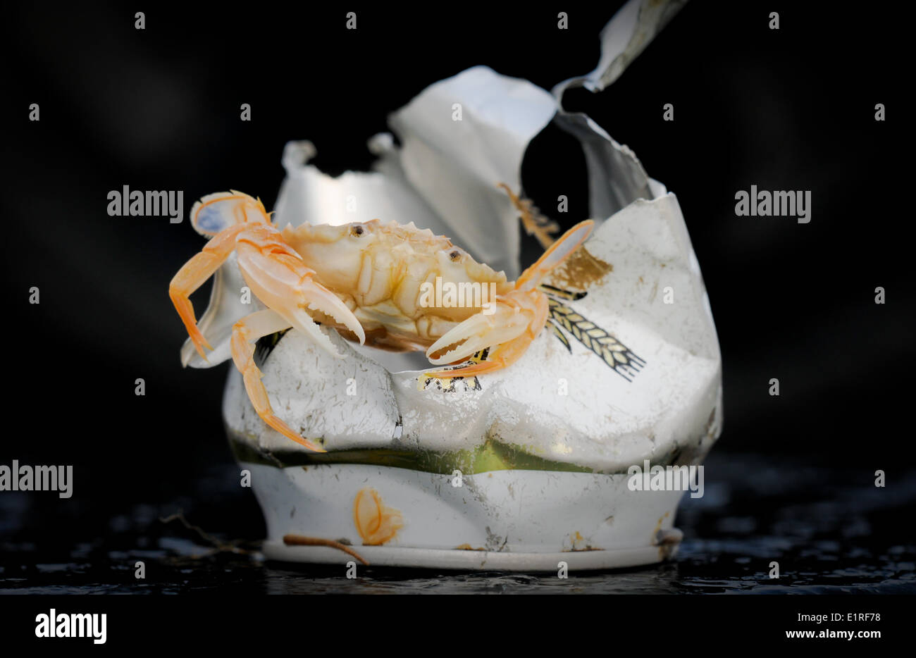 This picture shows crab that was hiding in can In nearly every fish ...