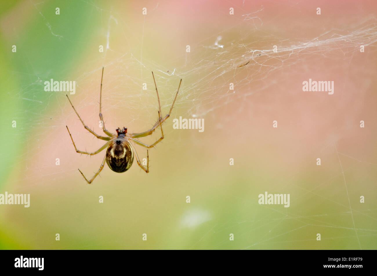 Linyphia triangularis in its web, photographed in our Belgian garden ...