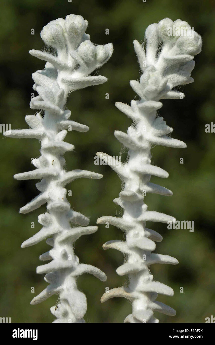 side view of two stalks with buds Stock Photo - Alamy