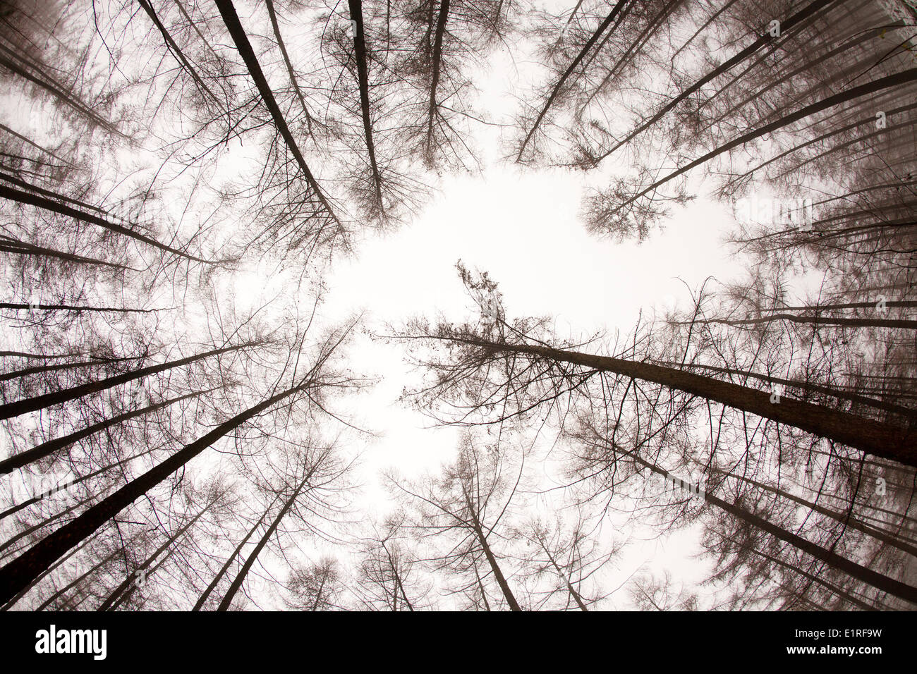 Crown canopies hi-res stock photography and images - Alamy