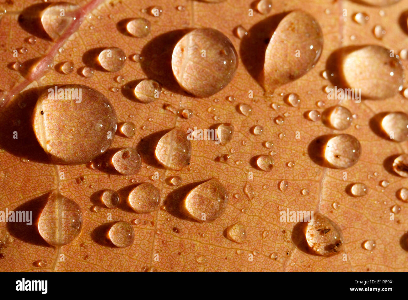 Waterdrops on hi-res stock photography and images - Alamy