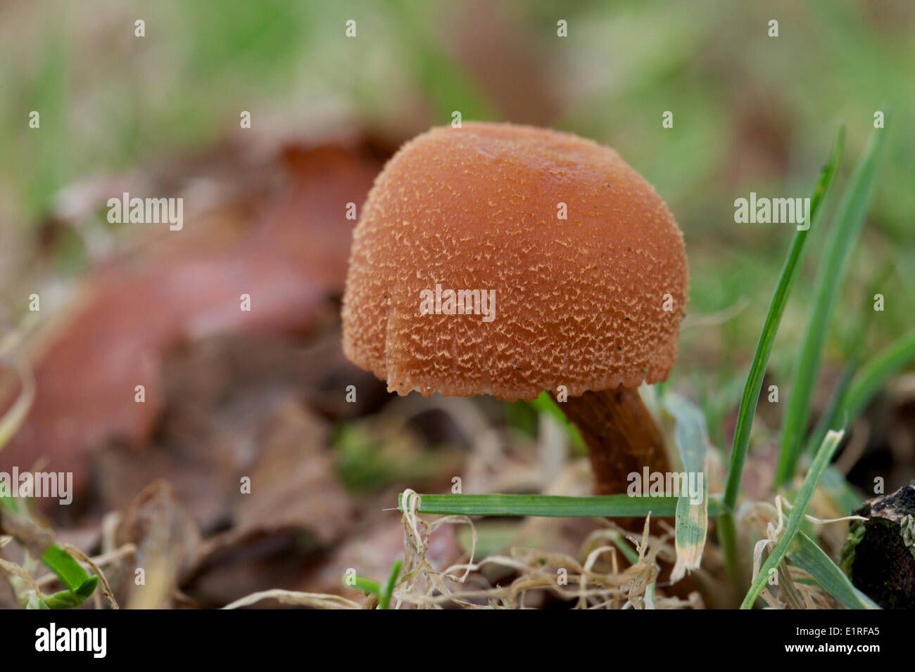 Common deceiver hi-res stock photography and images - Alamy