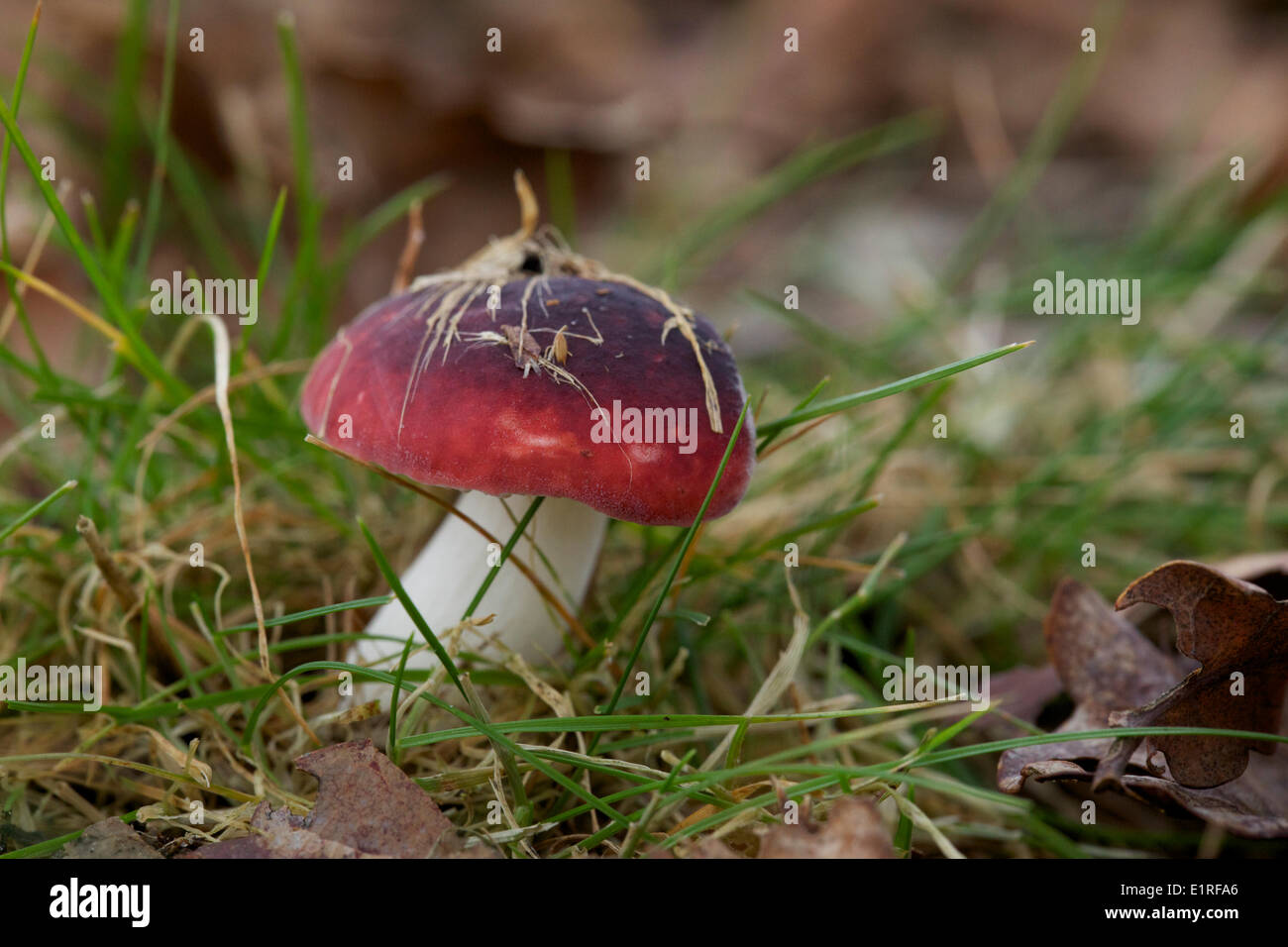Russula atropurpurea hi-res stock photography and images - Alamy