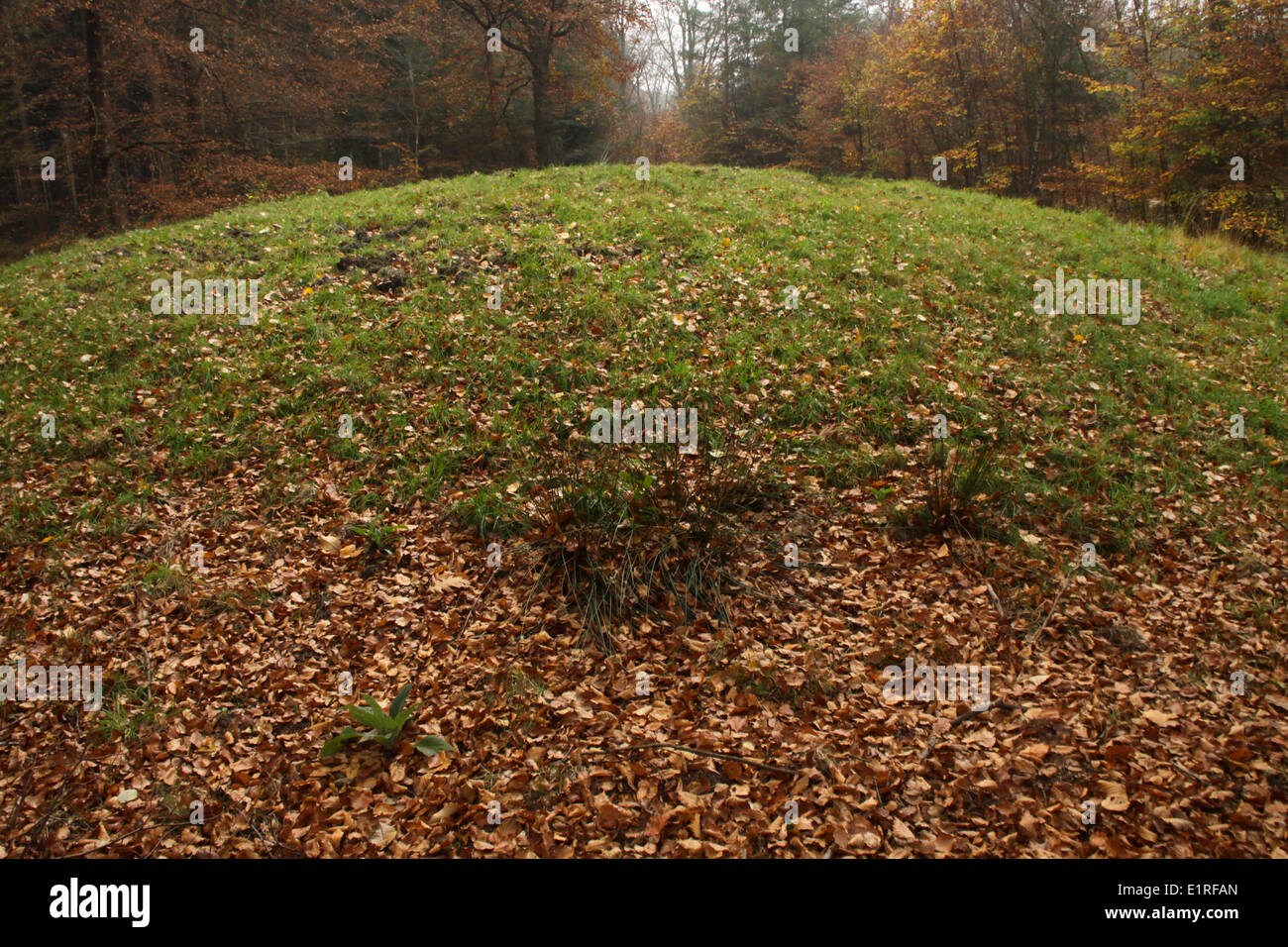 Ancestral mounds at a forest Stock Photo - Alamy