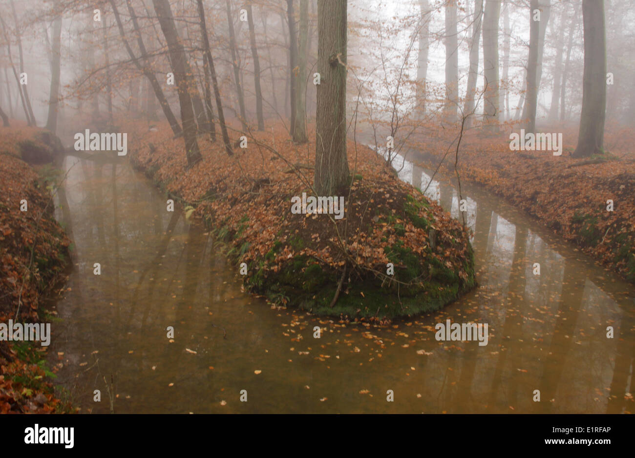 Brook in a forest reserve with fog Stock Photo - Alamy