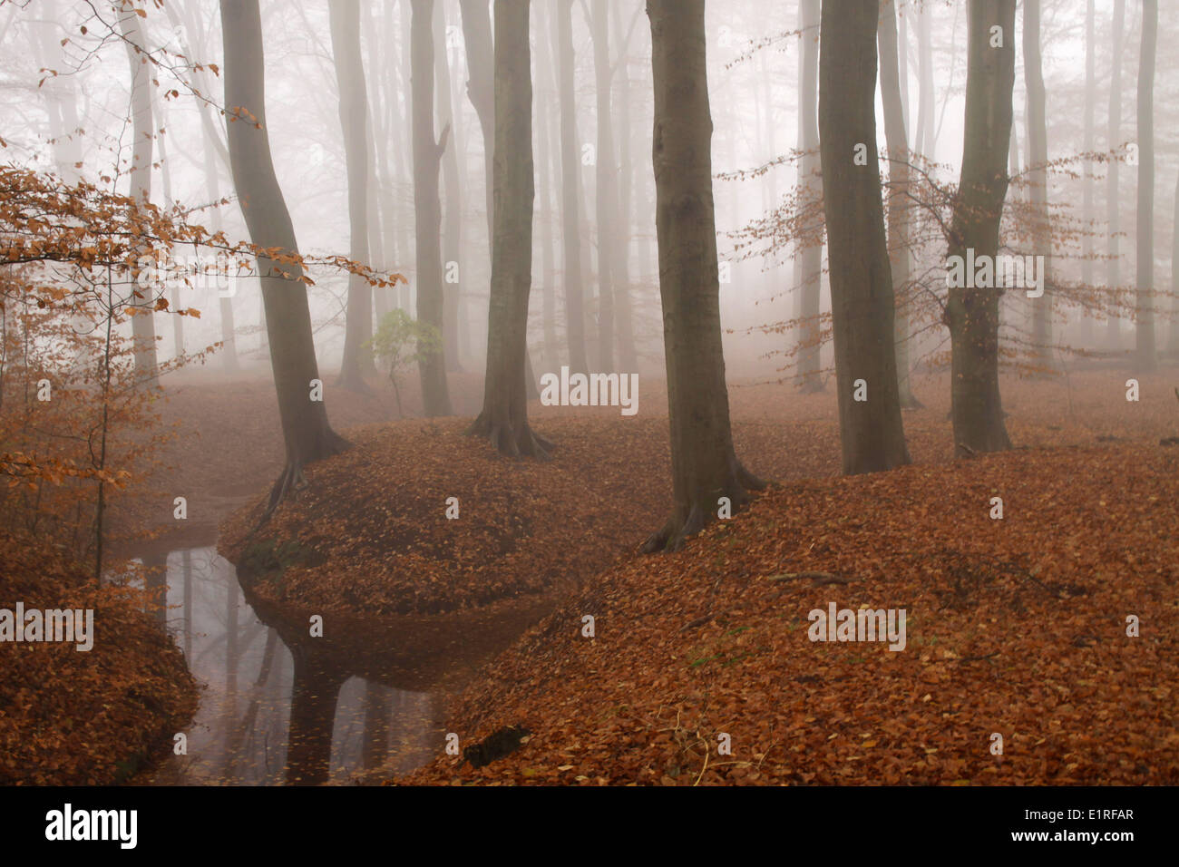 Brook in a forest reserve with fog Stock Photo - Alamy