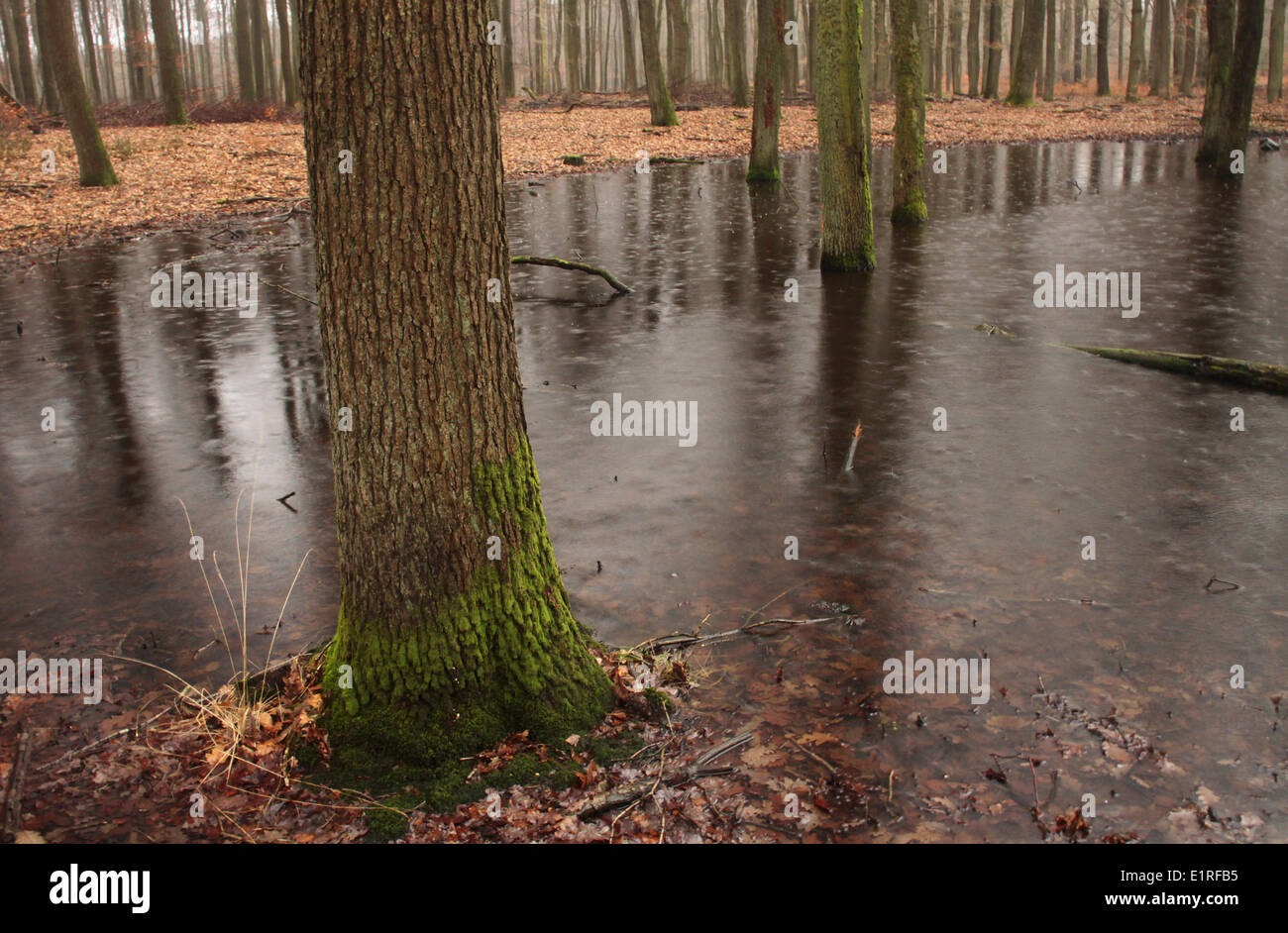 Water pool in a beech forest Stock Photo - Alamy