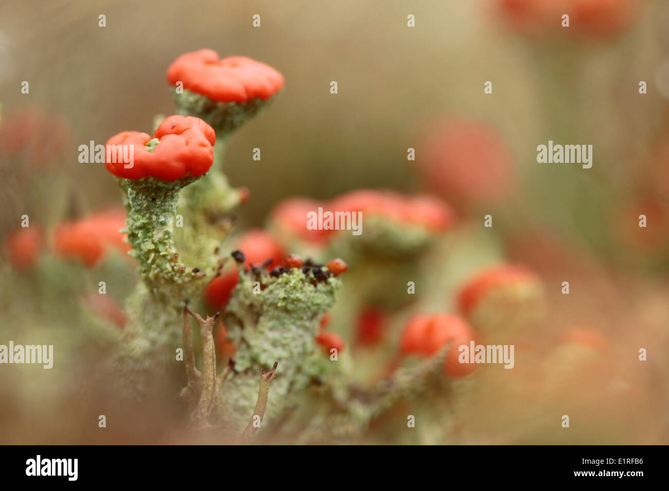 Lichen cladonia coccifera hi-res stock photography and images - Alamy