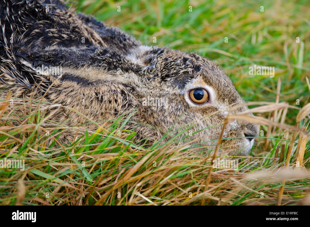 Northern hare hi-res stock photography and images - Alamy