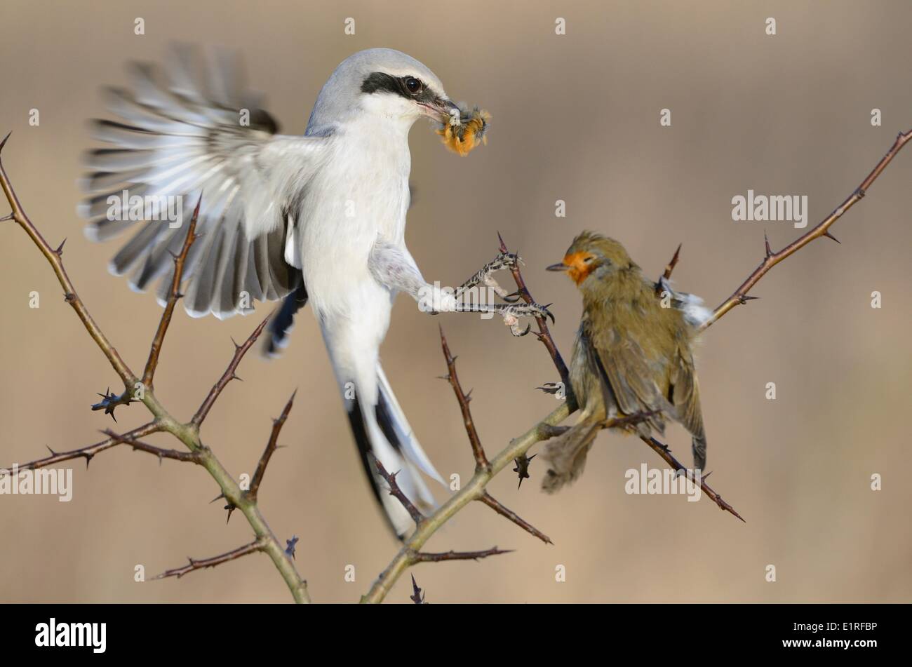 Shrike Thorn